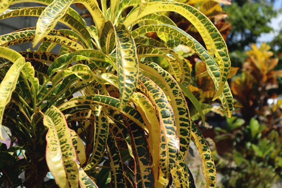 Bunga Puring dan Tradisi Masyarakat Gorontalo