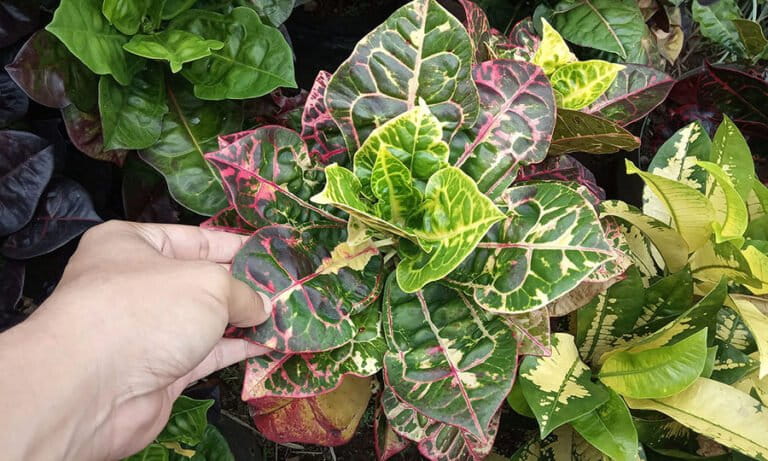 Bunga Puring dan Tradisi Masyarakat Gorontalo