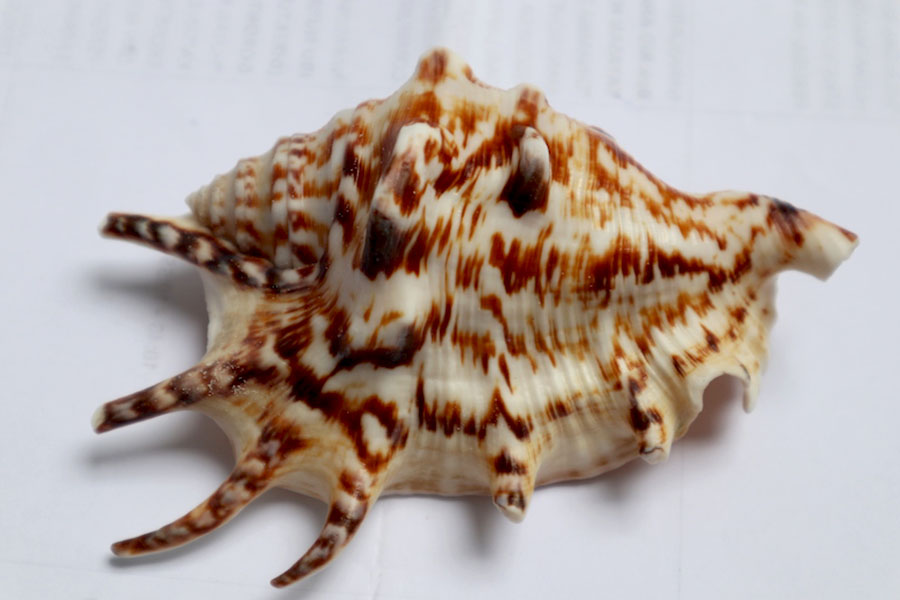 Tedong-tedong, Kerang yang Bentuknya Unik dan Banyak Manfaat