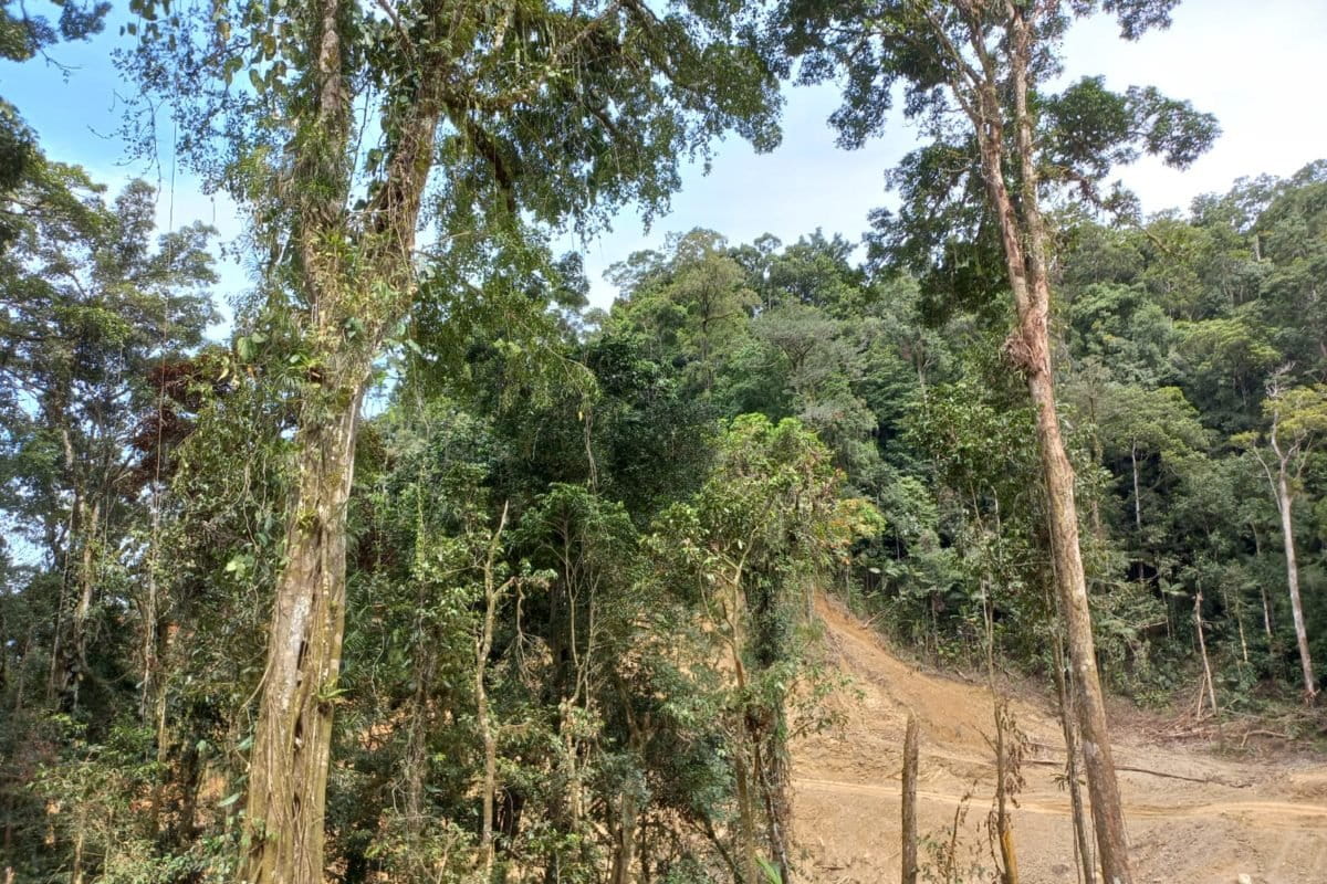 Cerita Perempuan Adat Tobelo Melawan Kala Hutan Rusak jadi Tambang