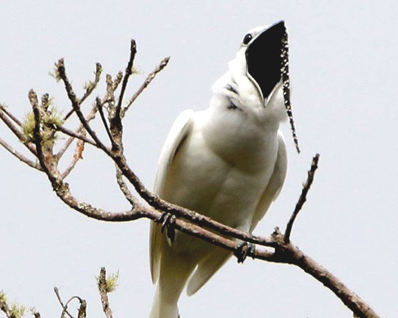 White Bellbird, Burung dengan Suara Terkeras di Dunia