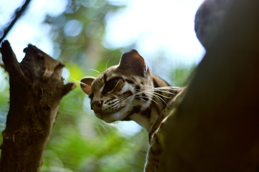 Studi: Rusaknya Hutan Berdampak Buruk pada Kehidupan Kucing Batu