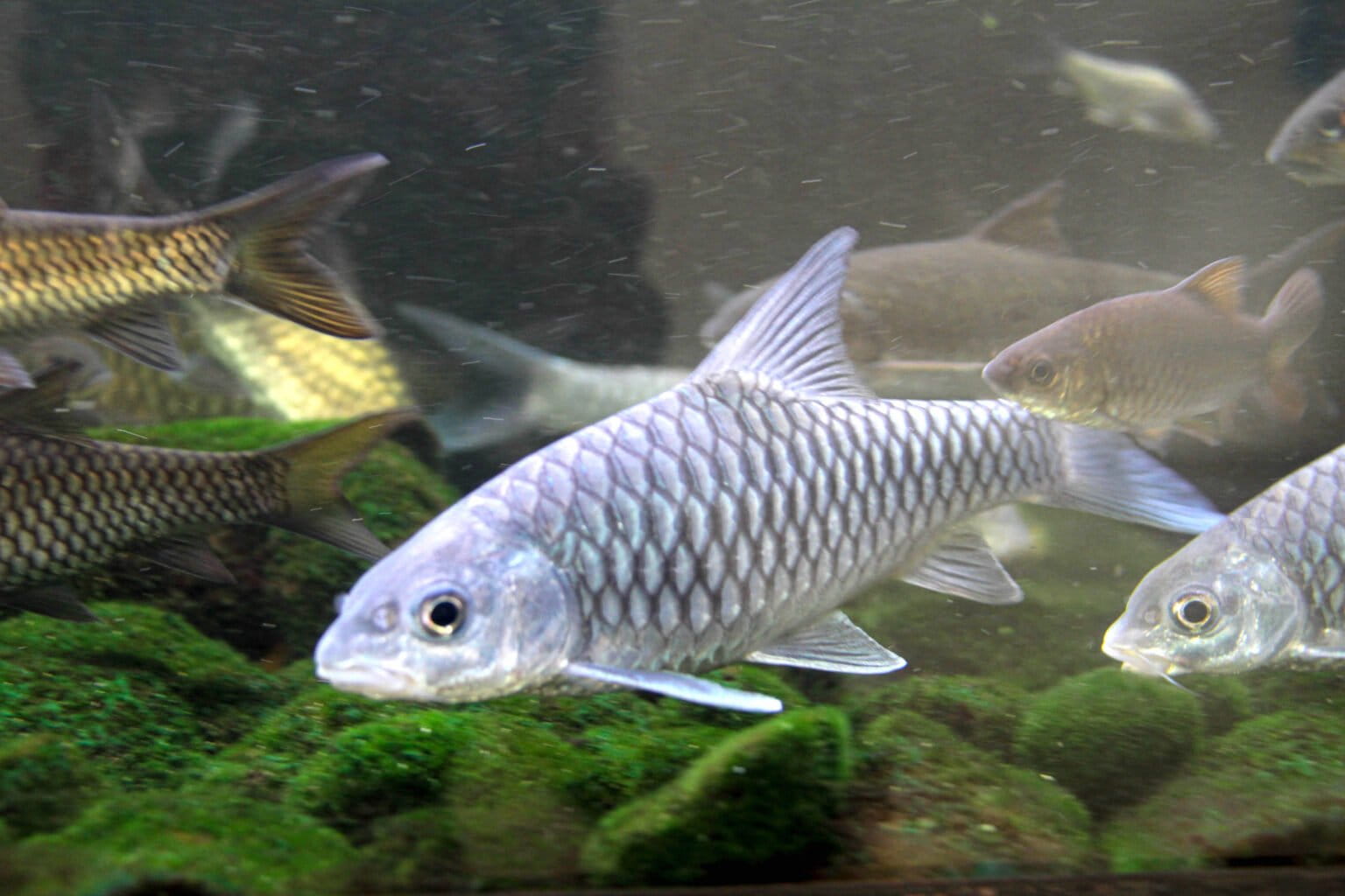 Ikan Dewa, Pelindung Mata Air Sedari Nenek Moyang