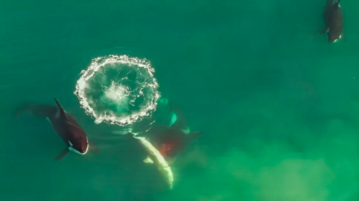 Hati-hati dengan Paus Orca, si Pemakan Hati Hiu