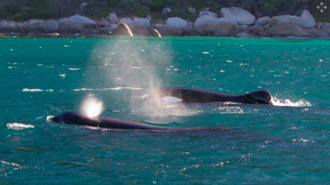 Hati-hati dengan Paus Orca, si Pemakan Hati Hiu