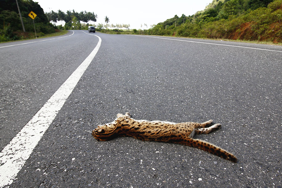 Kucing Kuwuk dan Ancaman Kendaraan Bermotor