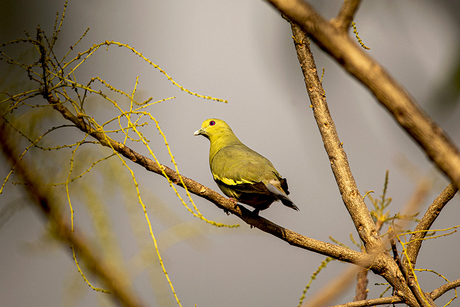 Foto: Punai Gading Sang Pemikat Hati