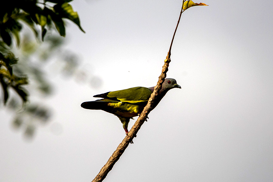 Foto: Punai Gading Sang Pemikat Hati