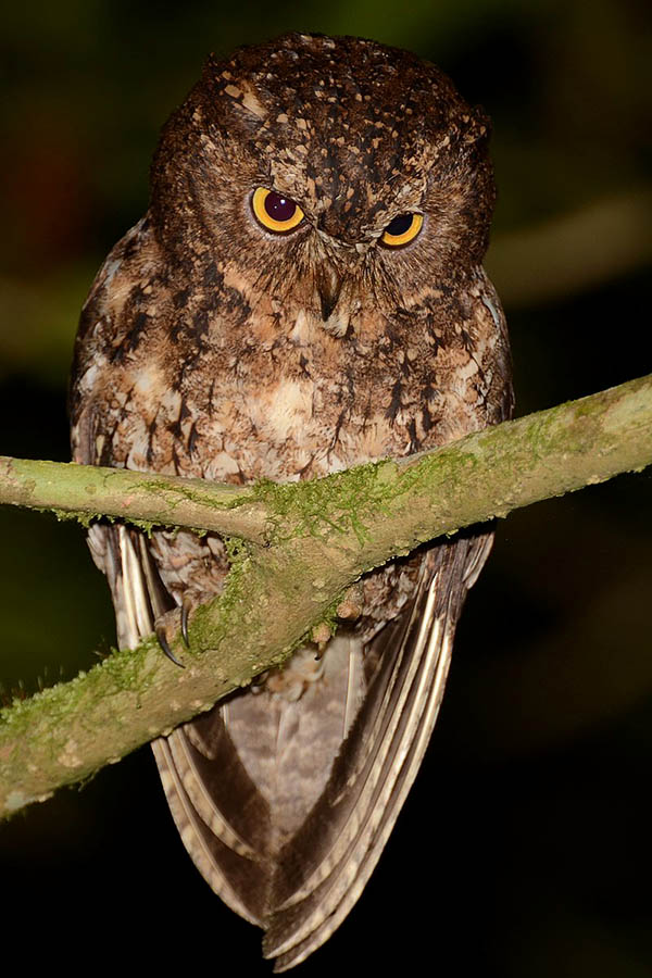 Manguni, Burung Hantu yang Dihormati Masyarakat Minahasa