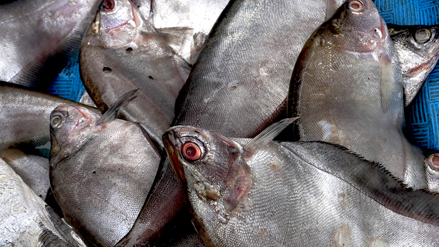 Foto: Ikan Putak, Jenis Dilindungi yang Masih Dijadikan Kuliner