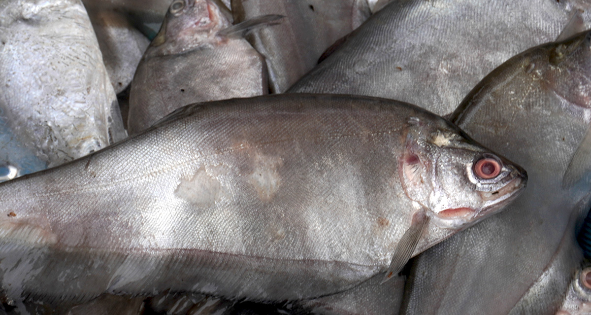 Foto: Ikan Putak, Jenis Dilindungi yang Masih Dijadikan Kuliner