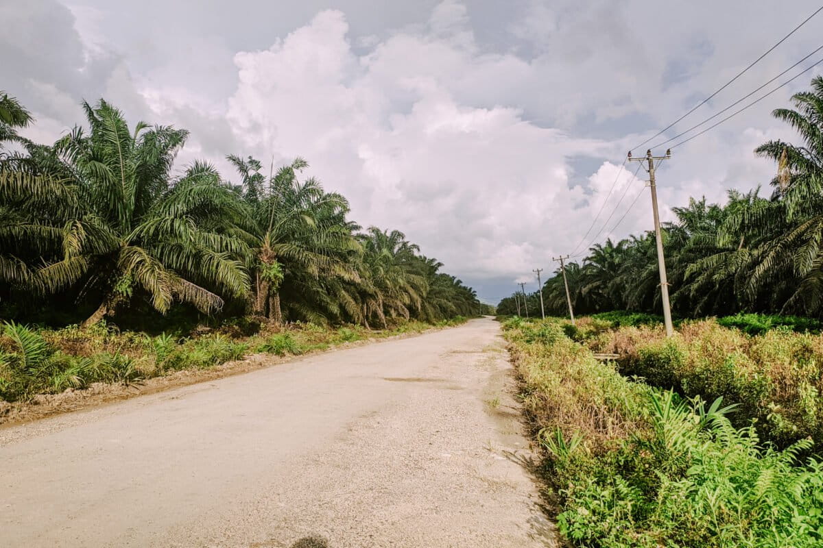 Cerita di Balik Penangguhan Minyak Sawit Astra Agro Lestari