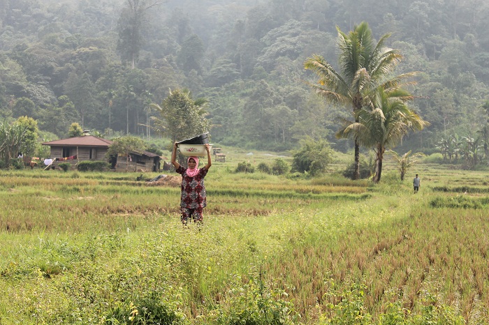 Mengenal Beras Organik dari Simancuang