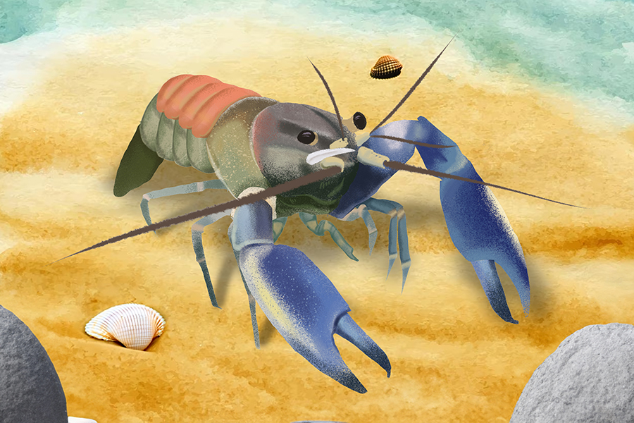 Ada Udang Selingkuh di Papua, Seperti Apa?