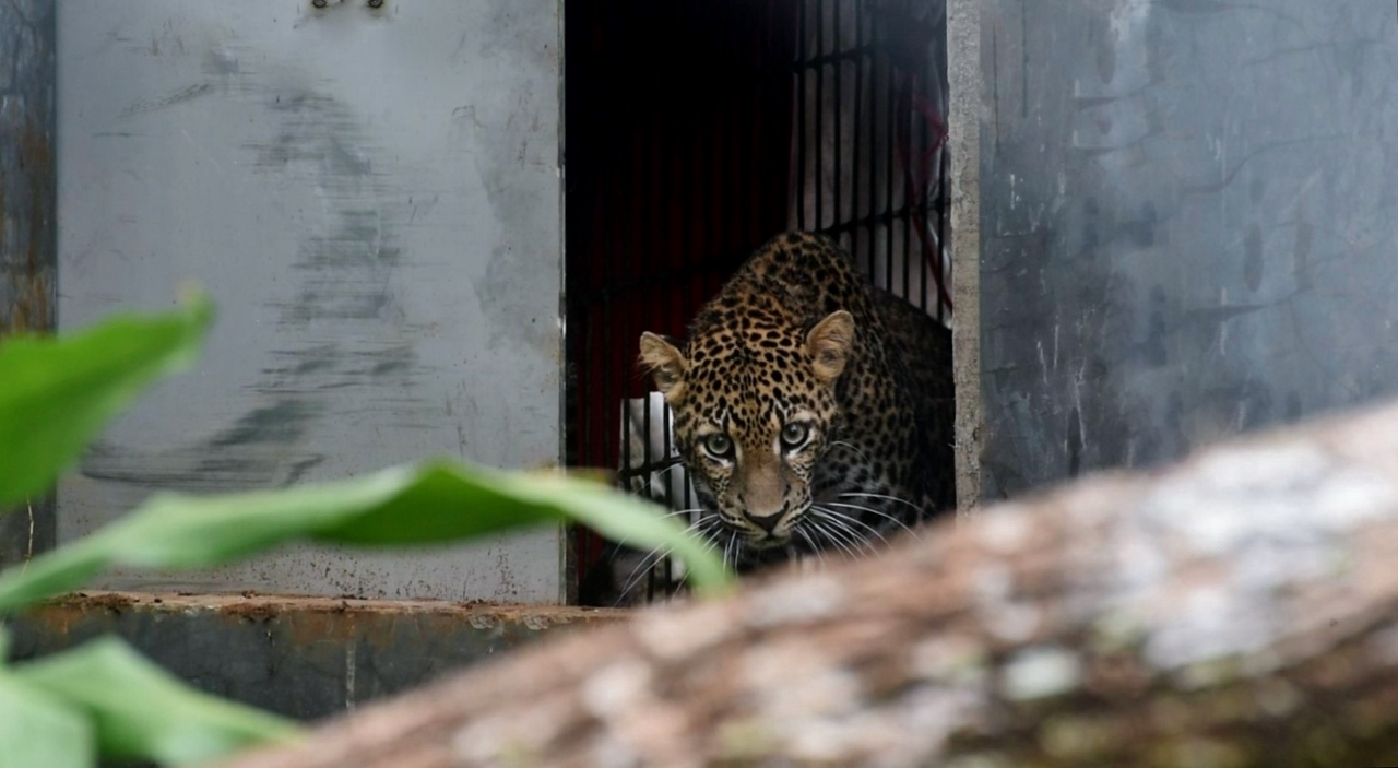 Macan Tutul Jawa Terpantau Kamera di Gunung Lawu