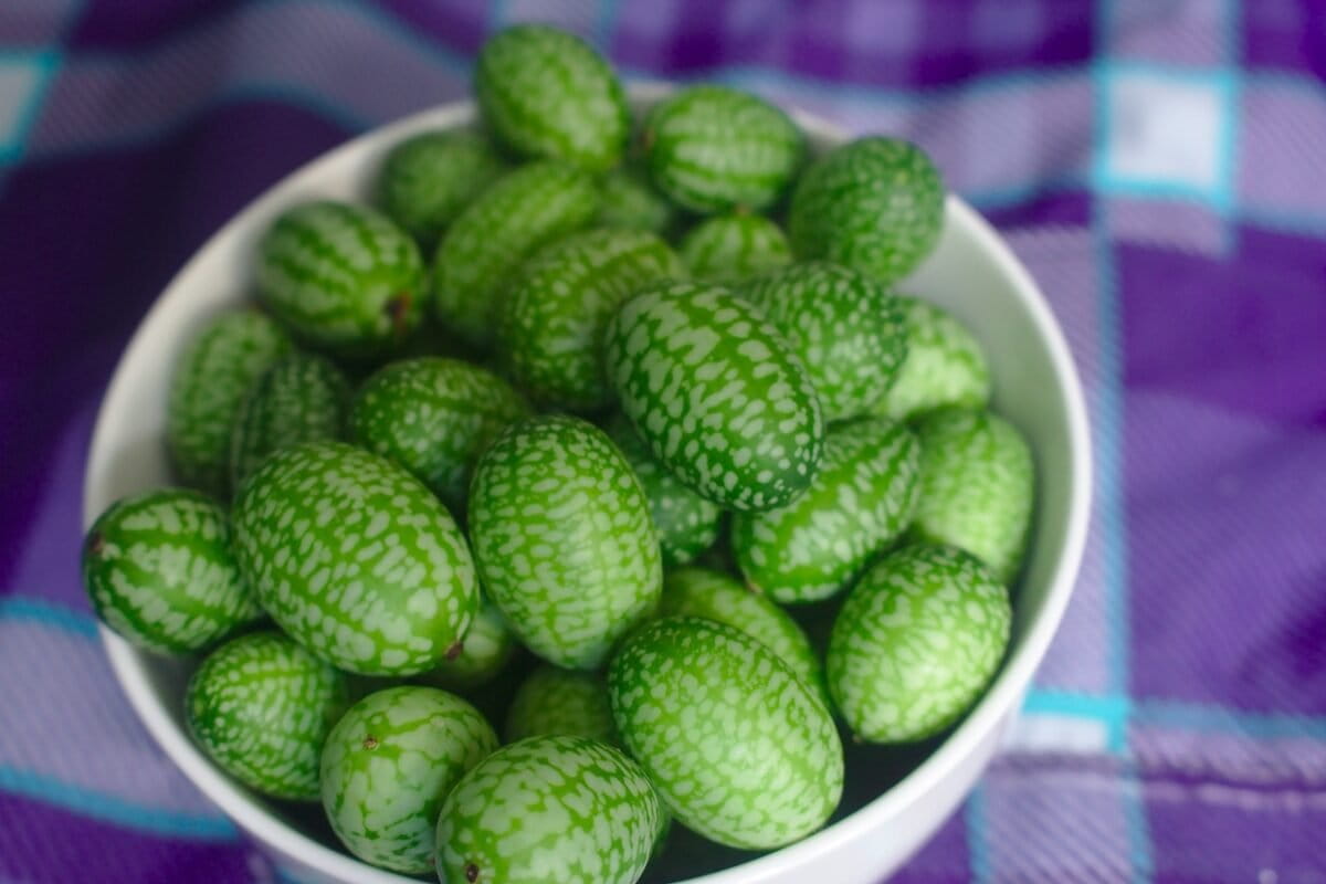 Banyak Ditemukan di Flores, Cucamelon Ternyata Tumbuhan Asal Meksiko