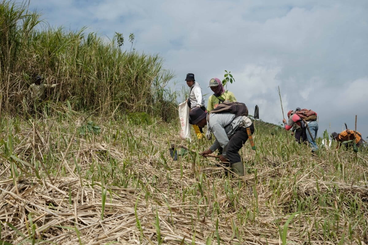 Menanti Kopi Siap Seduh dari Kebun Kamojang