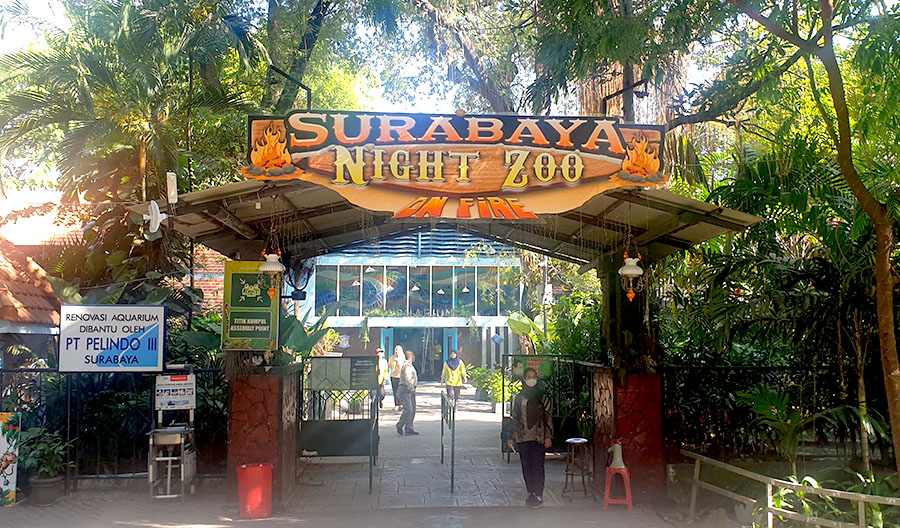 KBS Buka Surabaya Night Zoo, Kesejahteraan Satwa Diperhatikan?