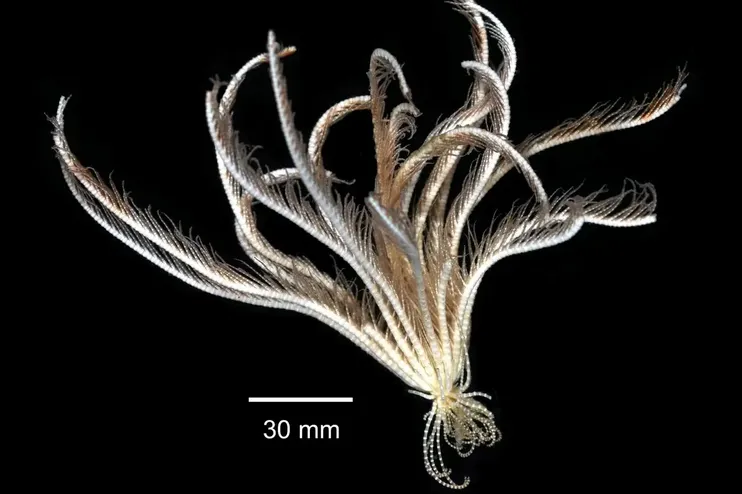 Perkenalkan, Spesies Baru “Ikan Stoberi” dari Antartika