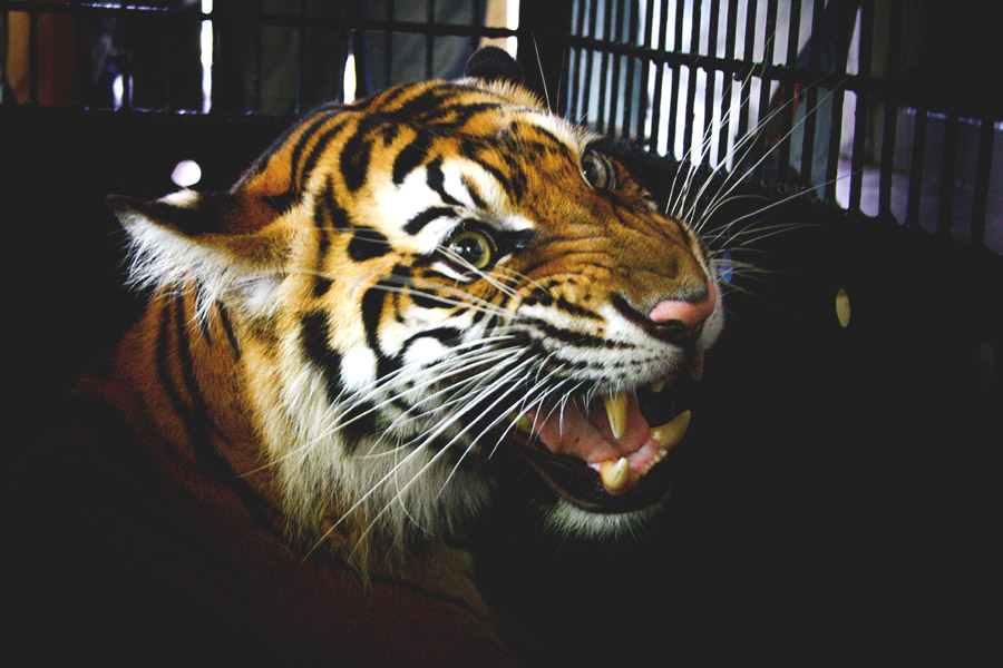 Pentingnya Konservasi Harimau di Alam Liar, Bukan Sebagai Satwa Domestikasi