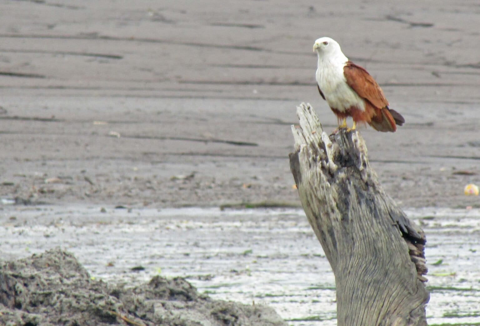 Elang, Penguasa Langit yang Terancam Perburuan