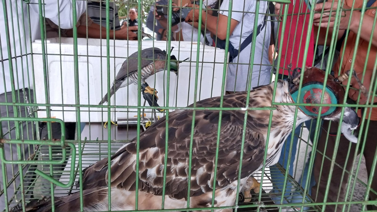 Polresta Banyumas Amankan Penjual Satwa Dilindungi