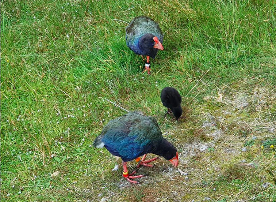 Burung Prasejarah yang Diyakini Punah Seabad Lalu, Kini Kembali ke Alam ...