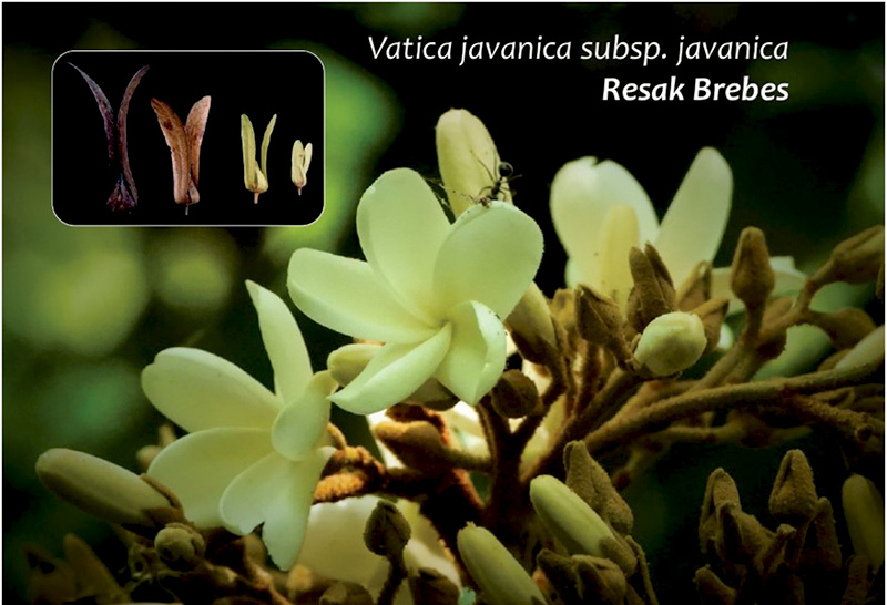 Resak Brebes, Pohon Endemik Jawa yang Terancam Punah