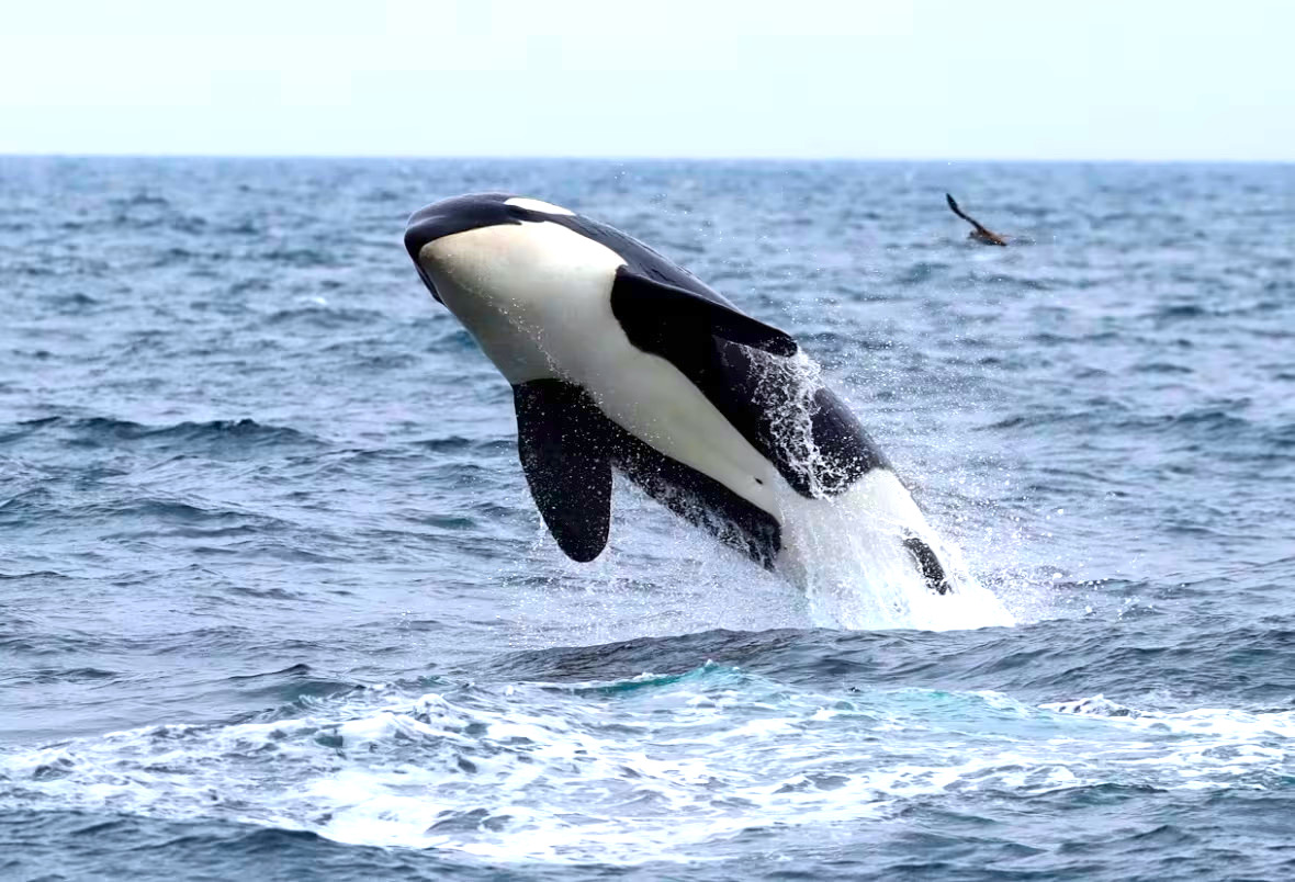 Misteri Perubahan Perilaku Paus Orca Mengancam Keberlangsungan Hidup