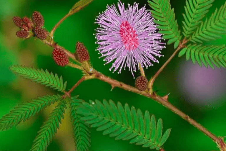 Begini Cara Peneliti Buktikan Putri Malu Punya Ingatan