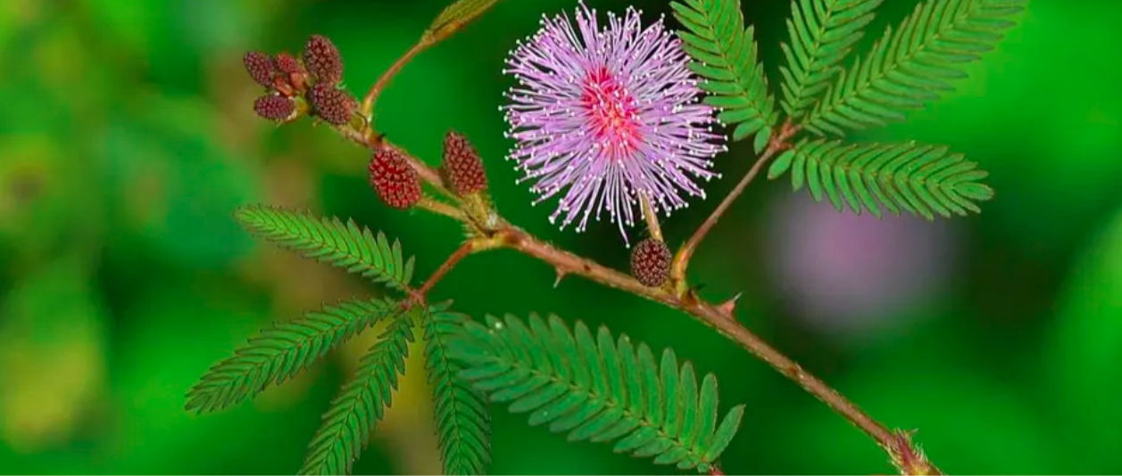 Begini Cara Peneliti Buktikan Putri Malu Punya Ingatan