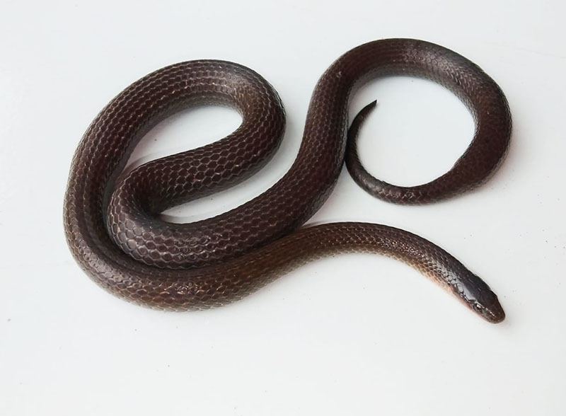 Ular Langka Endemik Bromo Ini Ditemukan Kembali