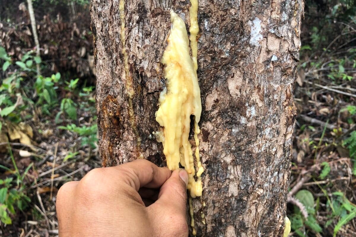 Kearifan Komunitas Bona ni Dolok Jaga Hutan Adat