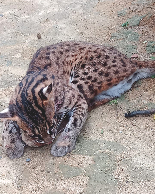 Berkeliaran Tanpa Induk, Dua Anak Kucing Hutan Ini Ditemukan Warga di Jambi