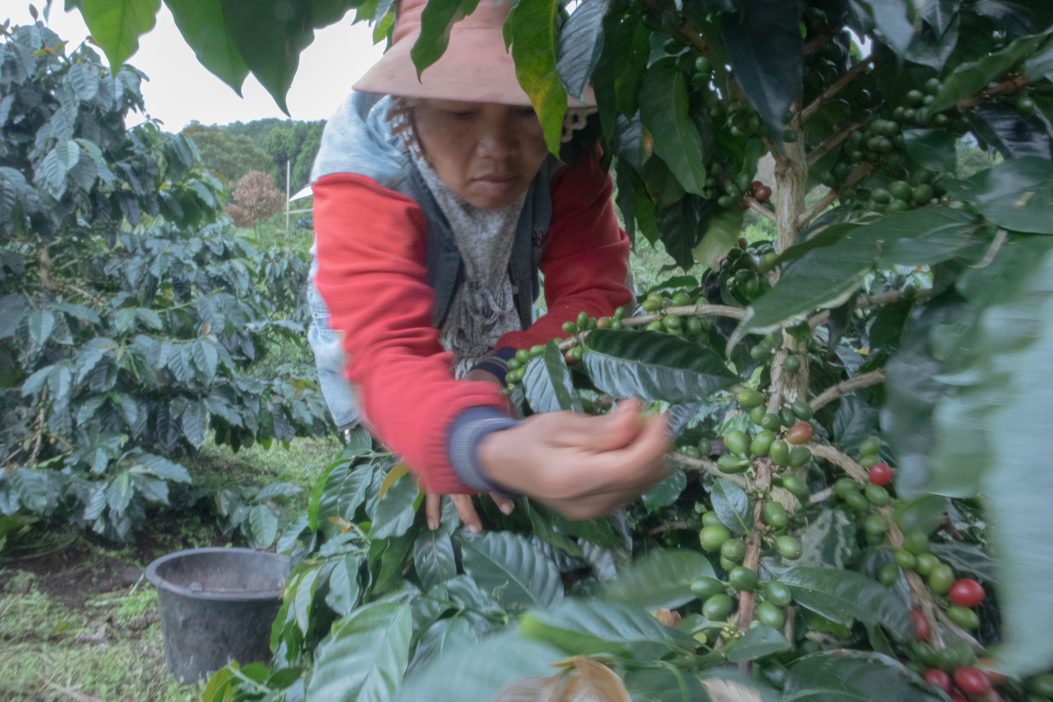 Upaya Petani Solok Selatan Tanam Kopi Organik