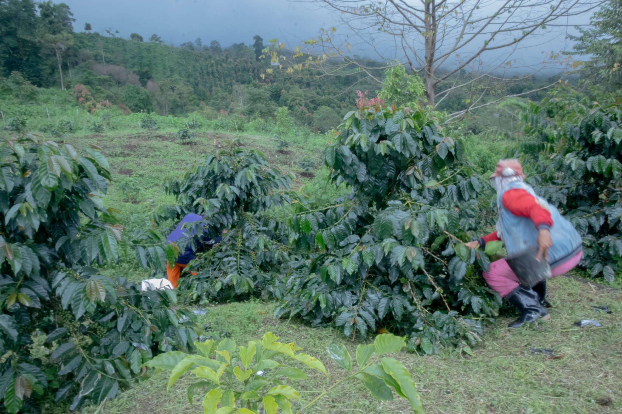 Upaya Petani Solok Selatan Tanam Kopi Organik