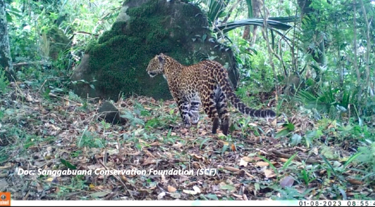 Jejak Meong Congkok di Hutan Sanggabuana