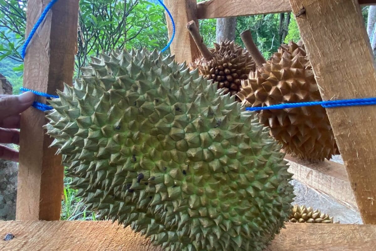 Ki Raja, Durian Lokal Unggulan dari Daerah Sentra Buah di Bali