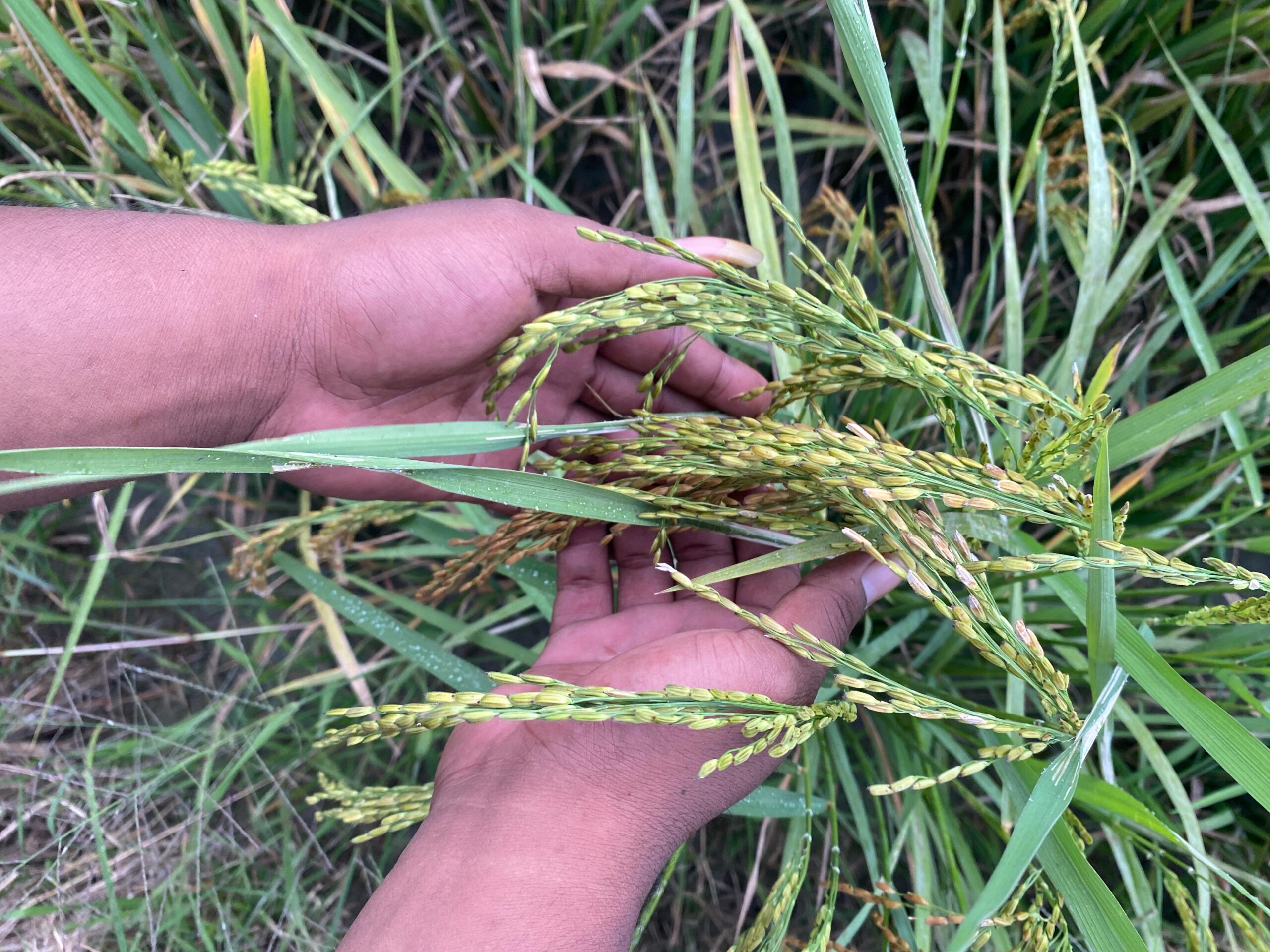 Krisis Iklim di Pulau Buru: Musim Tanam Padi Tertunda, Kekeringan ...