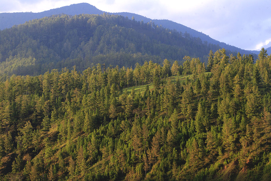 Hutan Pinus Aceh dan Ancaman Perambahan