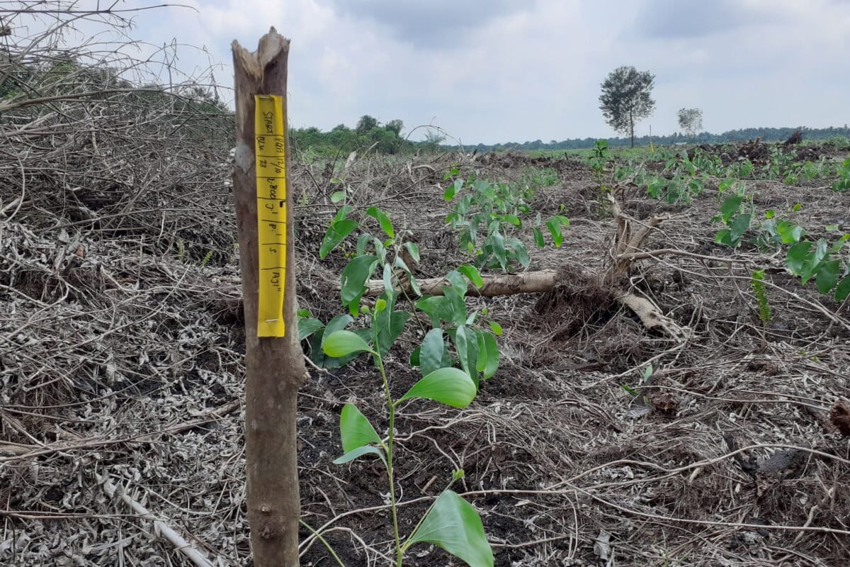 Warga Indragiri Hilir Was-was Lahan Tergusur untuk Perkebunan Kayu PT SRL