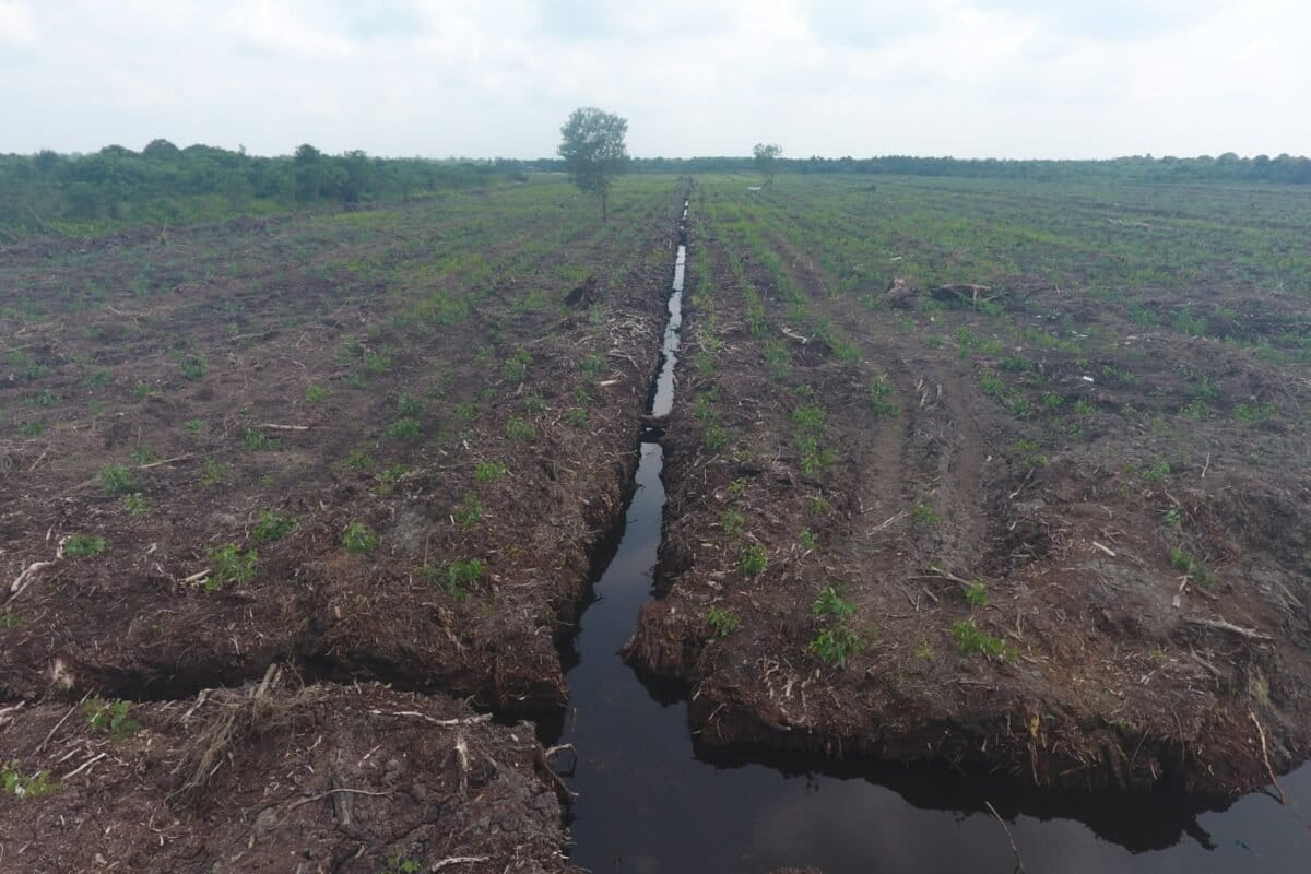 Warga Indragiri Hilir Was-was Lahan Tergusur untuk Perkebunan Kayu PT SRL