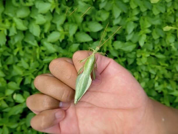 Serangga Phyllium gardabagusi, Jenis Baru yang Namanya dari Peneliti ...