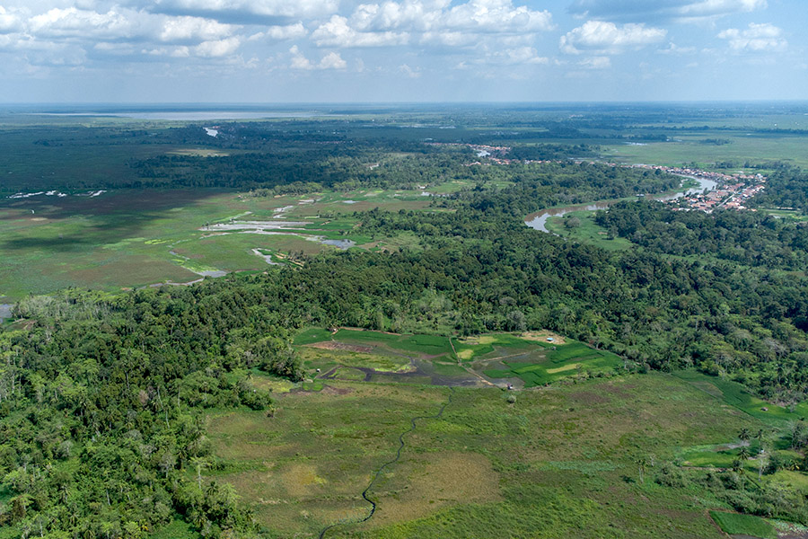 Tahun Ini, Sebagian Persawahan di Rawa Gambut Sumsel Terancam Gagal Panen