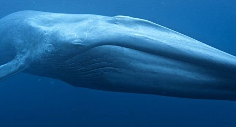 Mengejutkan, Penelitian Tunjukkan Paus Biru Kawin Silang dengan Spesies ...