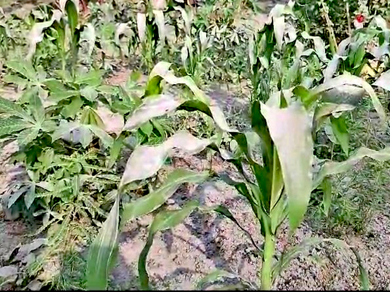 Lahan Pertanian Masyarakat Tertutup Abu Vulkanik Erupsi Gunung Lewotobi ...