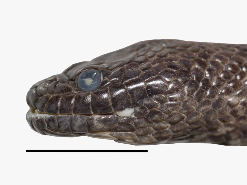 Spesies Ular Air Baru Ditemukan di Sulawesi, Total Ada 60 Jenis