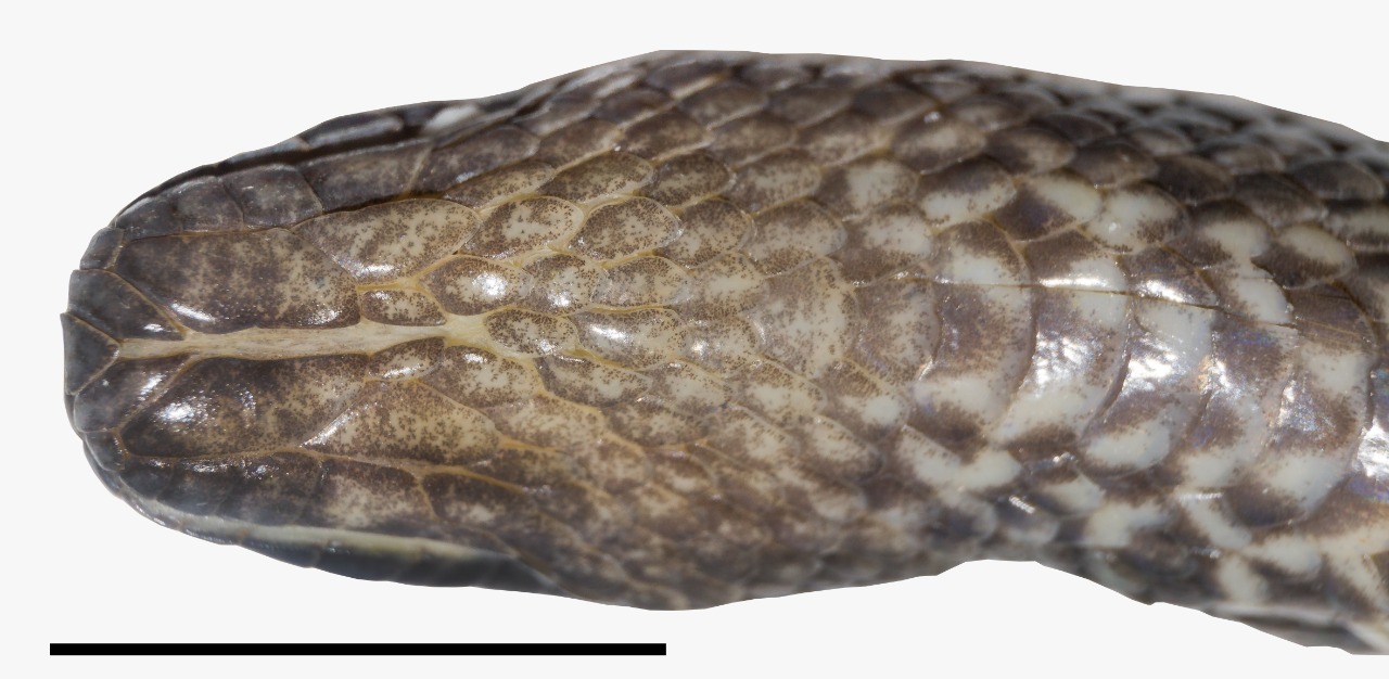 Spesies Ular Air Baru Ditemukan di Sulawesi, Total Ada 60 Jenis