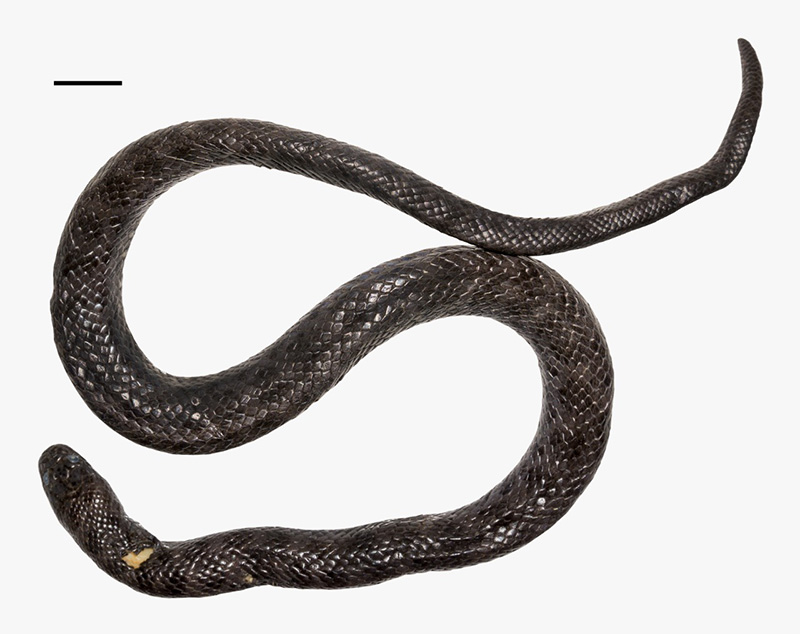 Spesies Ular Air Baru Ditemukan di Sulawesi, Total Ada 60 Jenis