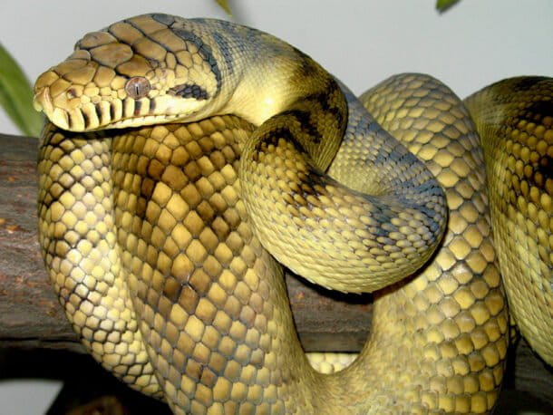 Mengenal 10 Ular Terbesar di Dunia